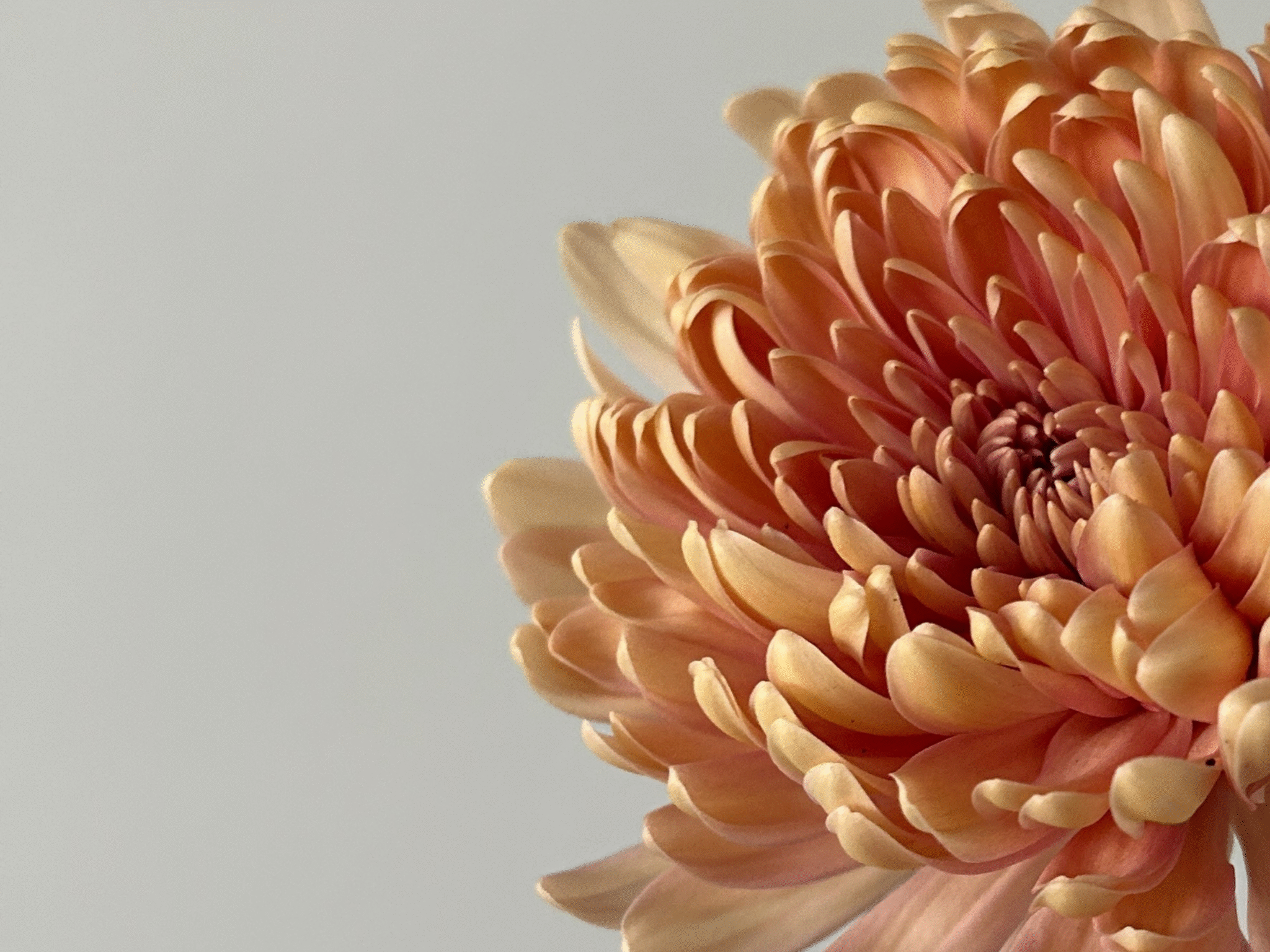 Bloomery Floral Studio - Custom Flowers and Bouquets in Ottawa & Orléans